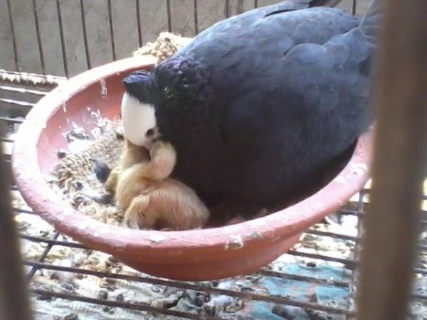 🐦Baby Pigeon Food Recipe - Complete Care Hatching Out From Egg 🥚 To ...