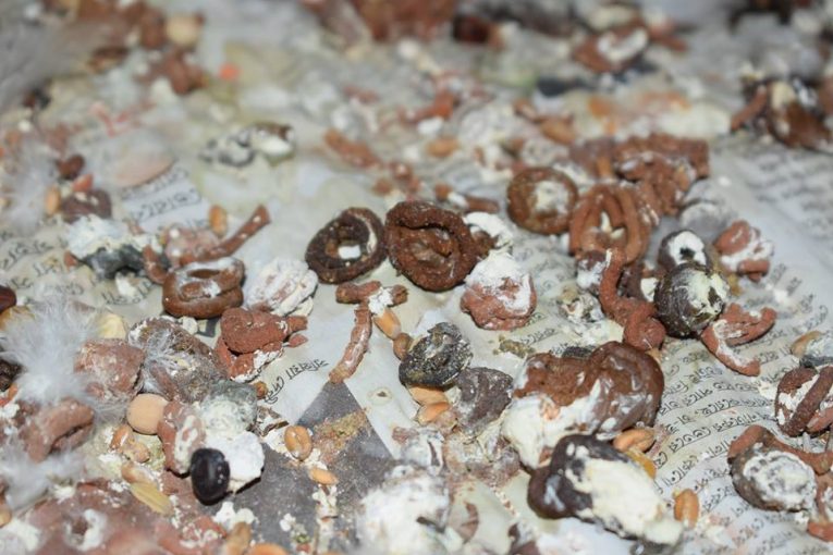 🐦Pigeon Eggs 🥚: Some Very Basic Facts of Pigeon Eggs