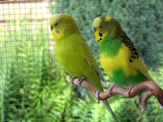 🐦Parakeet - Personality, Food, Care of Parakeets bird
