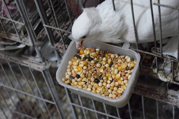 🐦Pigeon Eggs 🥚: Some Very Basic Facts of Pigeon Eggs