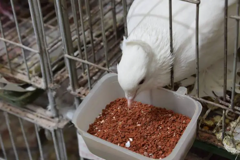 🐦Pigeon Eggs 🥚: Some Very Basic Facts of Pigeon Eggs