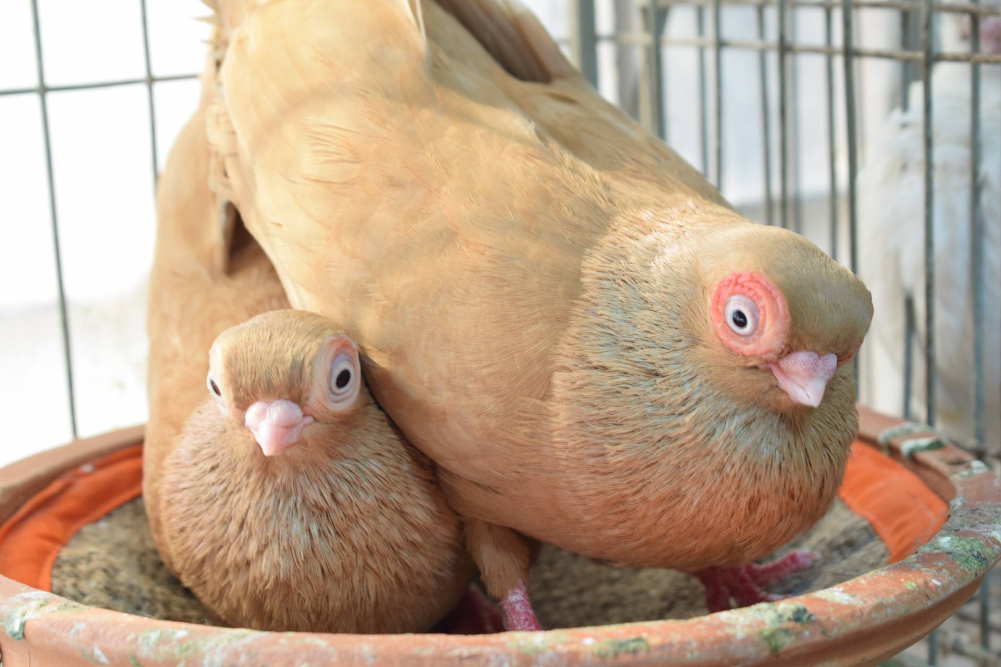 🐦Pigeon Eggs 🥚: Some Very Basic Facts of Pigeon Eggs