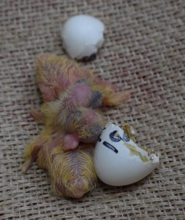 🐦Baby Pigeon Food Recipe - Complete Care Hatching Out From Egg 🥚 To ...