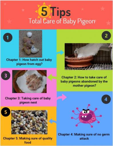 🐦Baby Pigeon Food Recipe - Complete Care Hatching Out From Egg 🥚 To ...