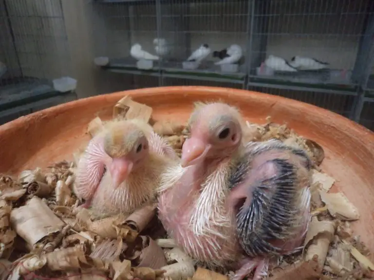 🐦Baby Pigeon Food Recipe - Complete Care Hatching Out From Egg 🥚 To ...