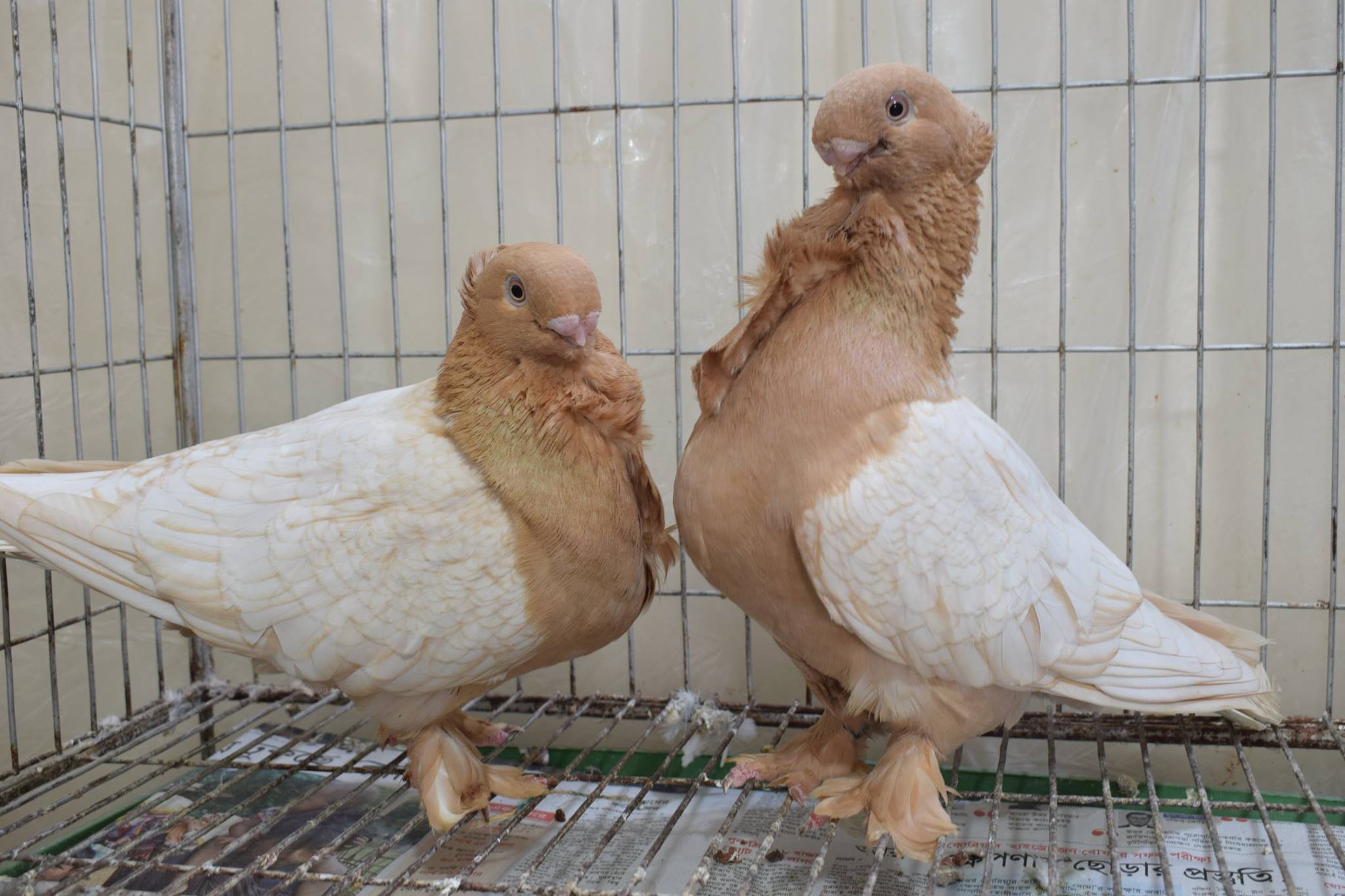 🐦White Pigeon - Types Of Pet