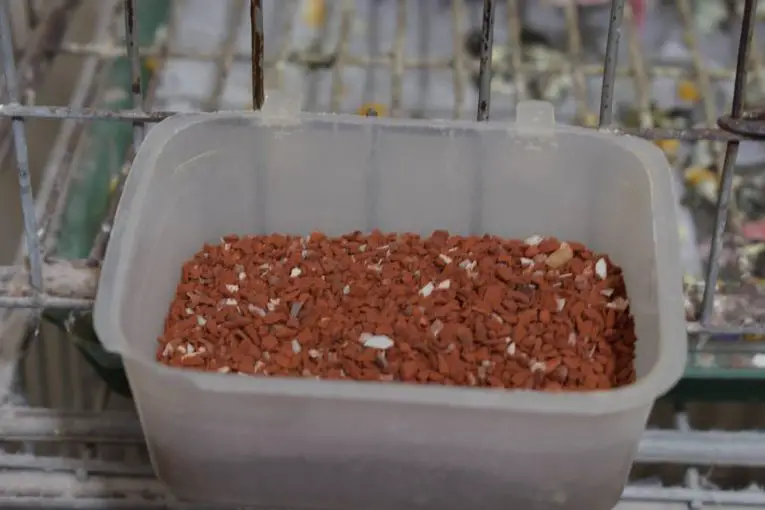 🐦Baby Pigeon Food Recipe - Complete Care Hatching Out From Egg 🥚 To ...