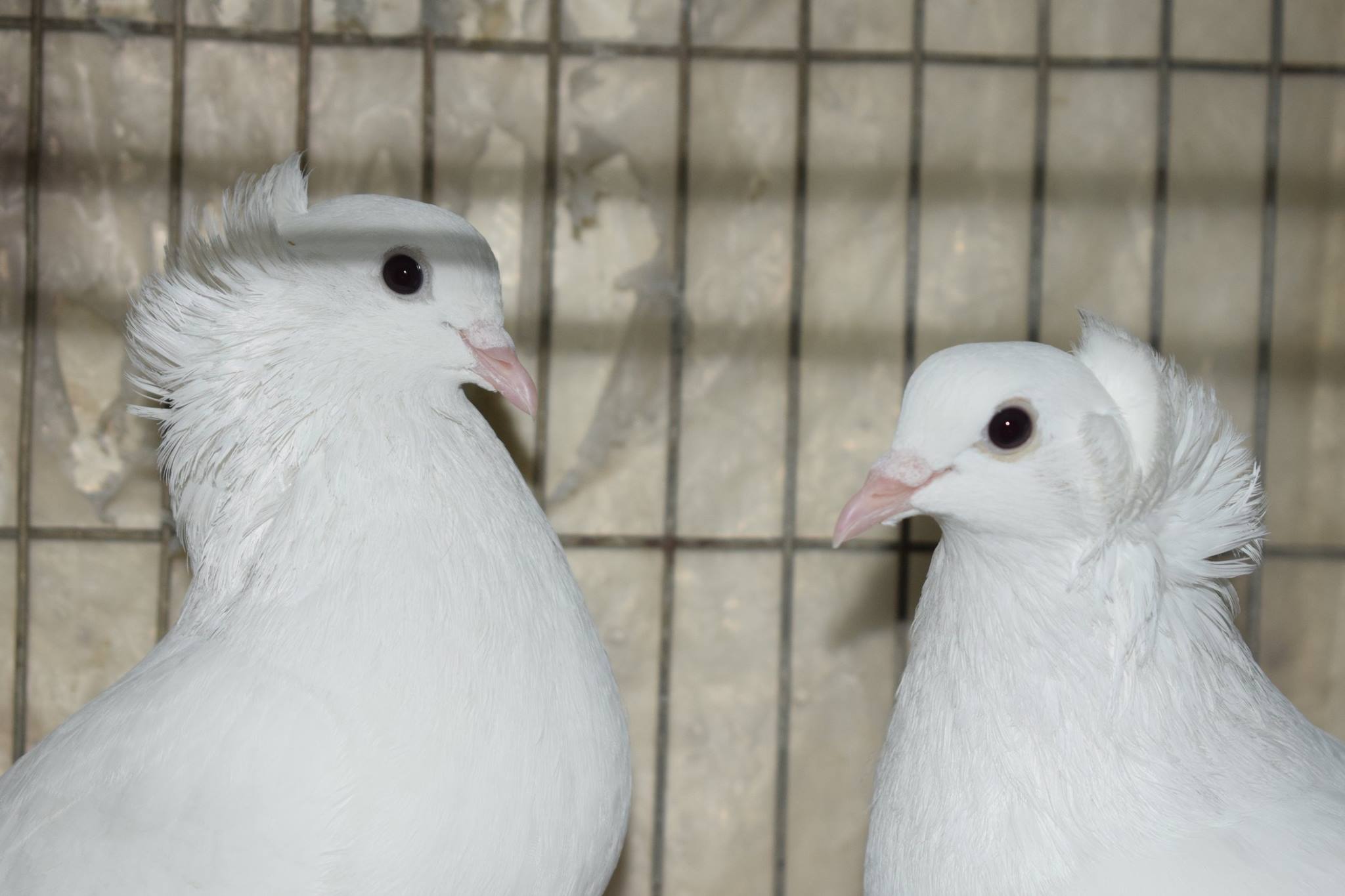 🐦White Pigeon - Types Of Pet