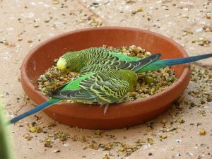 🥇🐦14 Best Parakeet Food - Fresh Nutritious Ideal Food For Your Bird's ...