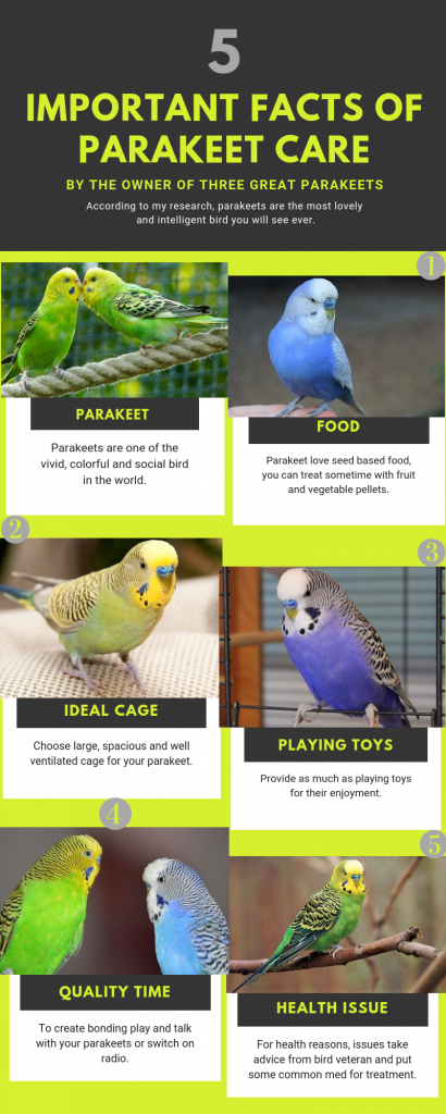 🐦Parakeet - Personality, Food, Care of Parakeets bird