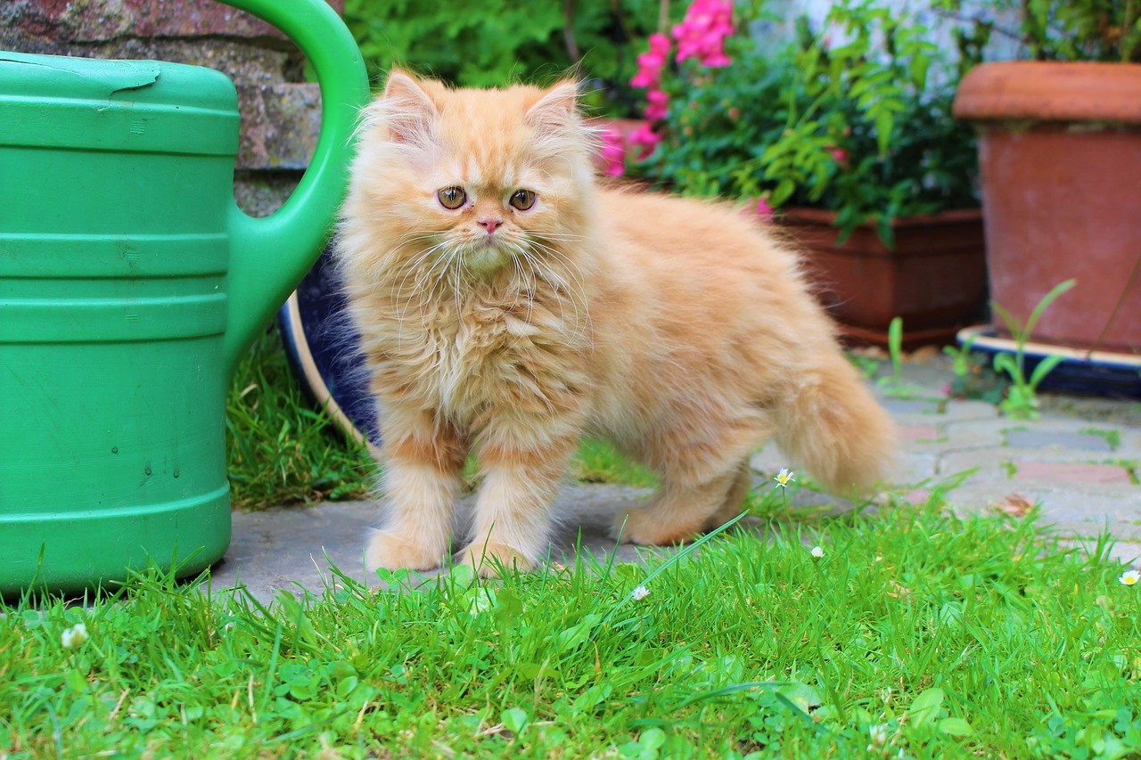 The 10 Most Popular Cat Breeds In The USA 2023 The 10 Most Popular Cat Breeds In The USA 2023